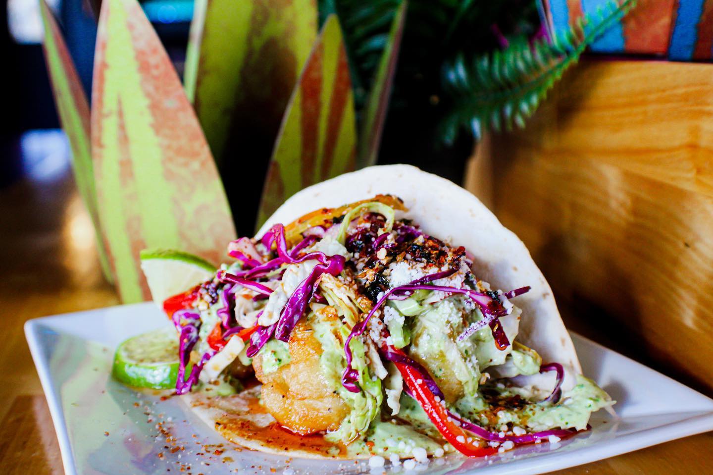 Flint | Xolo in Michigan