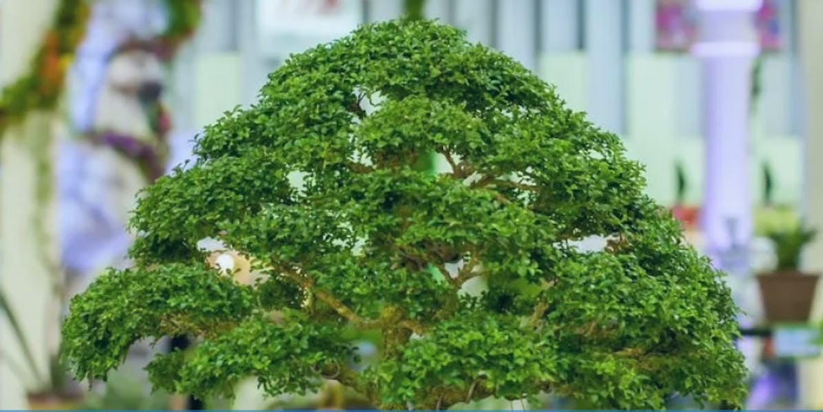 Sip and Clip with Bonsai Bob | Uncorked With Friends | Wine Bar in ...