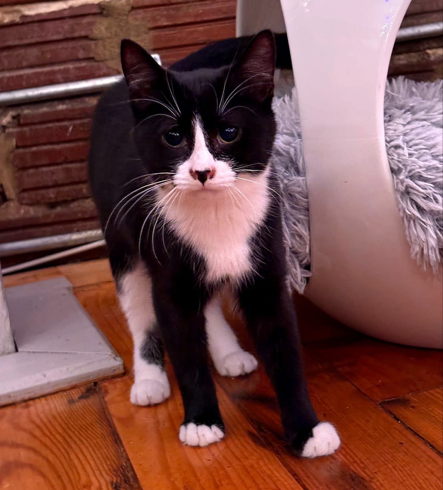 SESAME SEED | Mac Tabby Cat Cafe | Half Cats. Half Coffee. One amazing ...