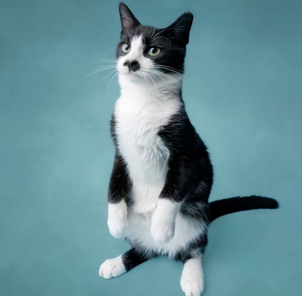 CHESTNUT | Mac Tabby Cat Cafe | Half Cats. Half Coffee. One amazing ...