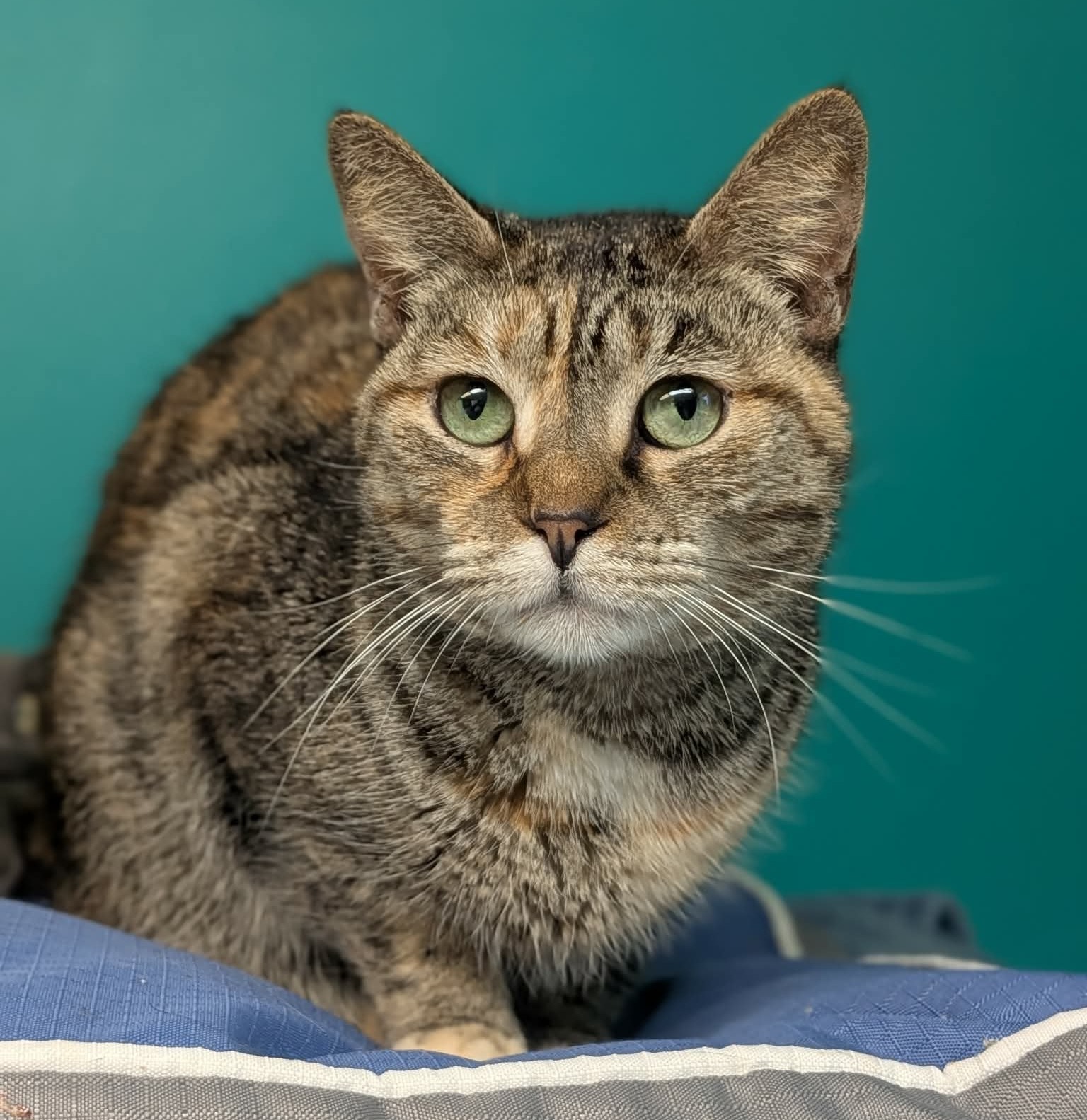 RITHI | Mac Tabby Cat Cafe | Half Cats. Half Coffee. One amazing ...