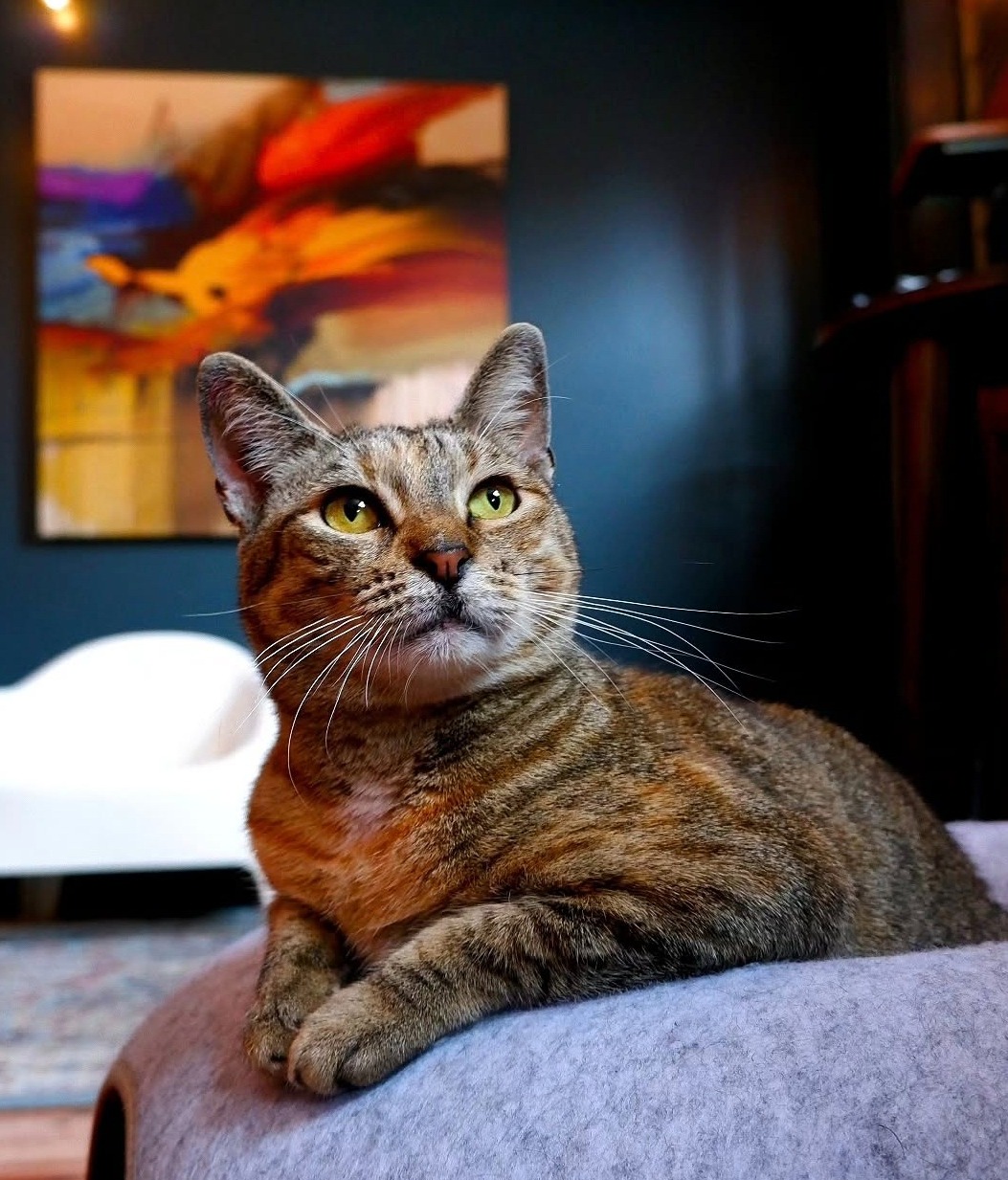 LOLA LOUD | Mac Tabby Cat Cafe | Half Cats. Half Coffee. One amazing ...