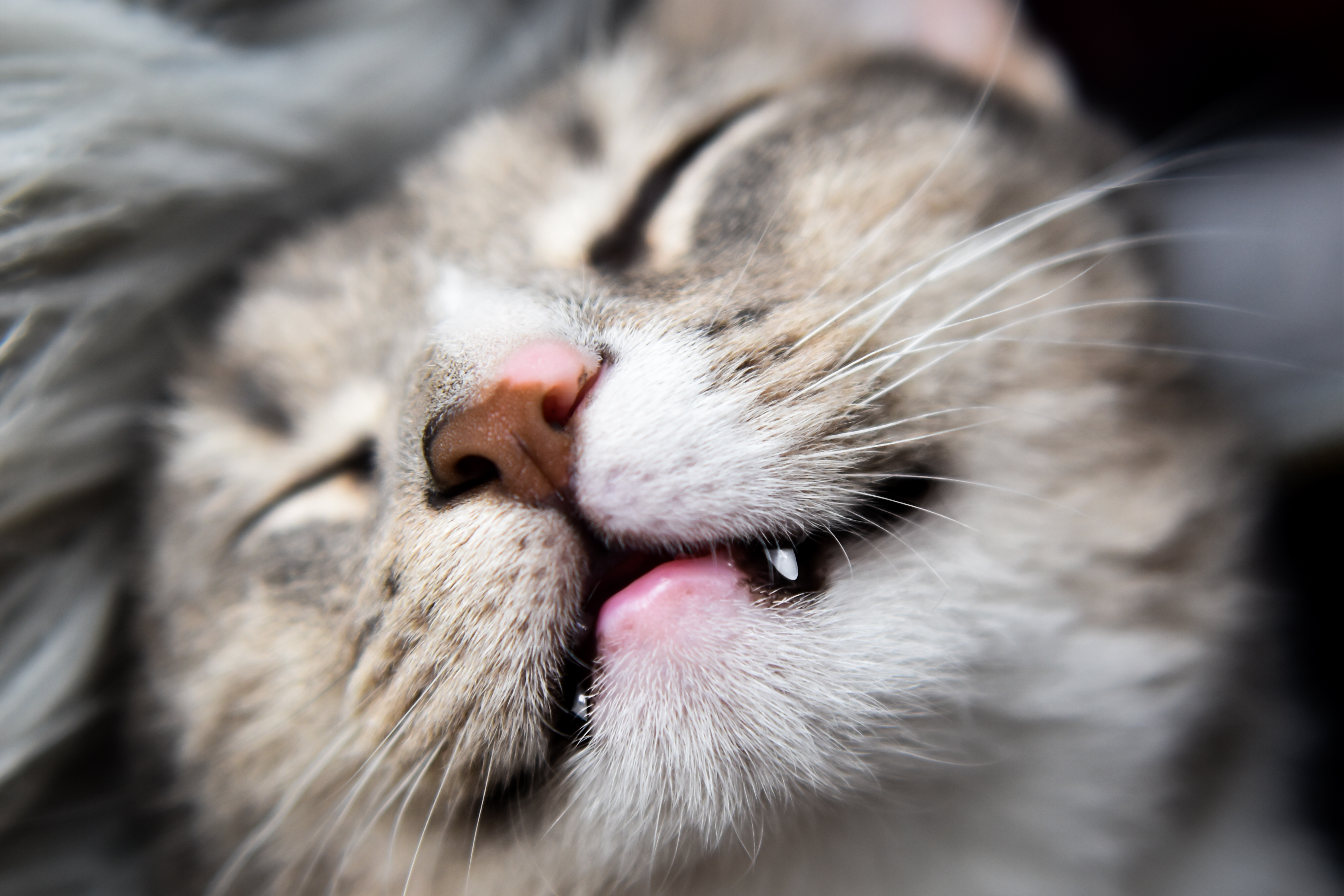 ADOPTION APPLICATION | Mac Tabby Cat Cafe | Half Cats. Half Coffee. One ...