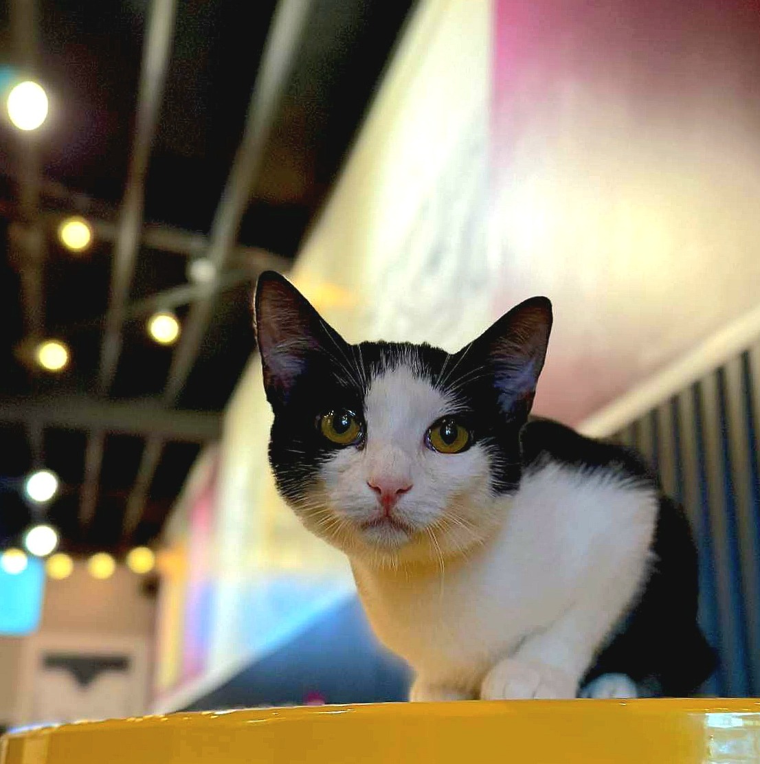 NOT SO ROJA FLAME | Mac Tabby Cat Cafe | Half Cats. Half Coffee. One ...