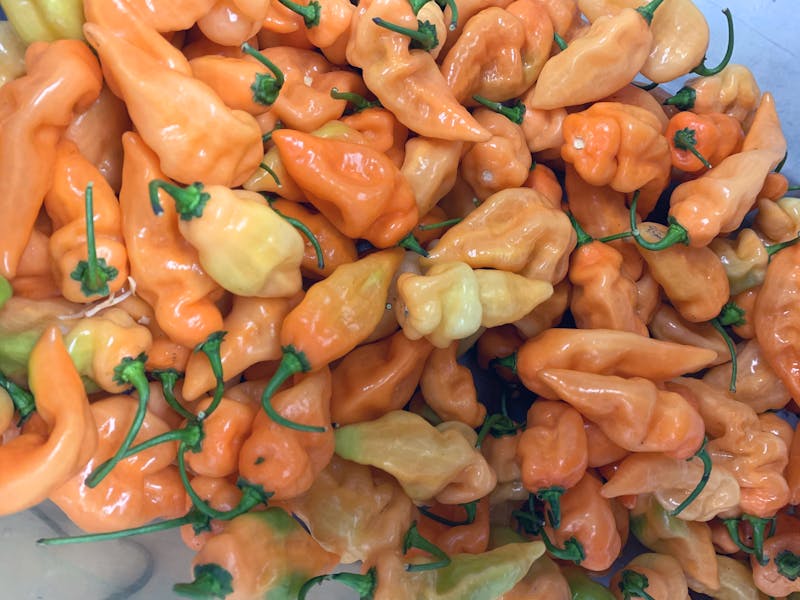 Habanada (Not) Hot Sauce | M. Wells