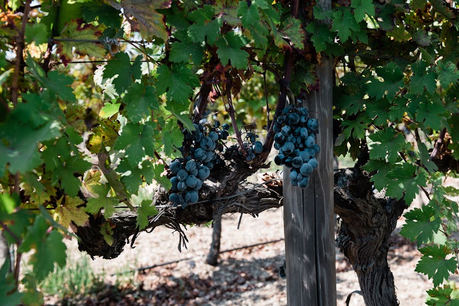 Our Trip to a Turkish Vineyard | DOYA | Aegean Restaurant in Miami, FL