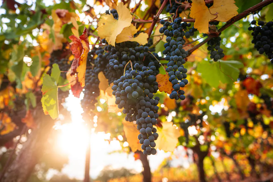 Our Wines | VinZant Wines in Sonoma Valley, California