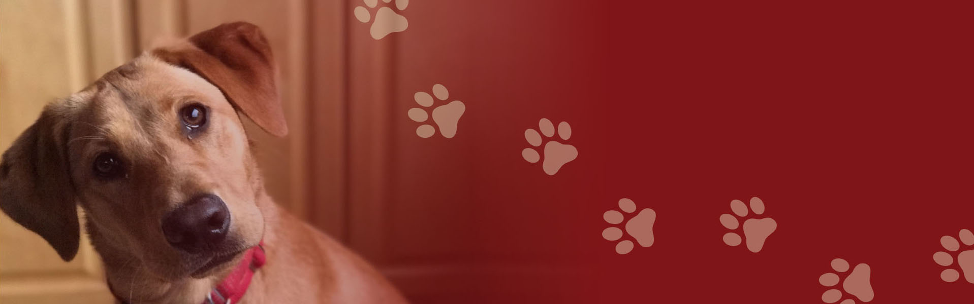 Meet Redd | The Redd Dog in Washington