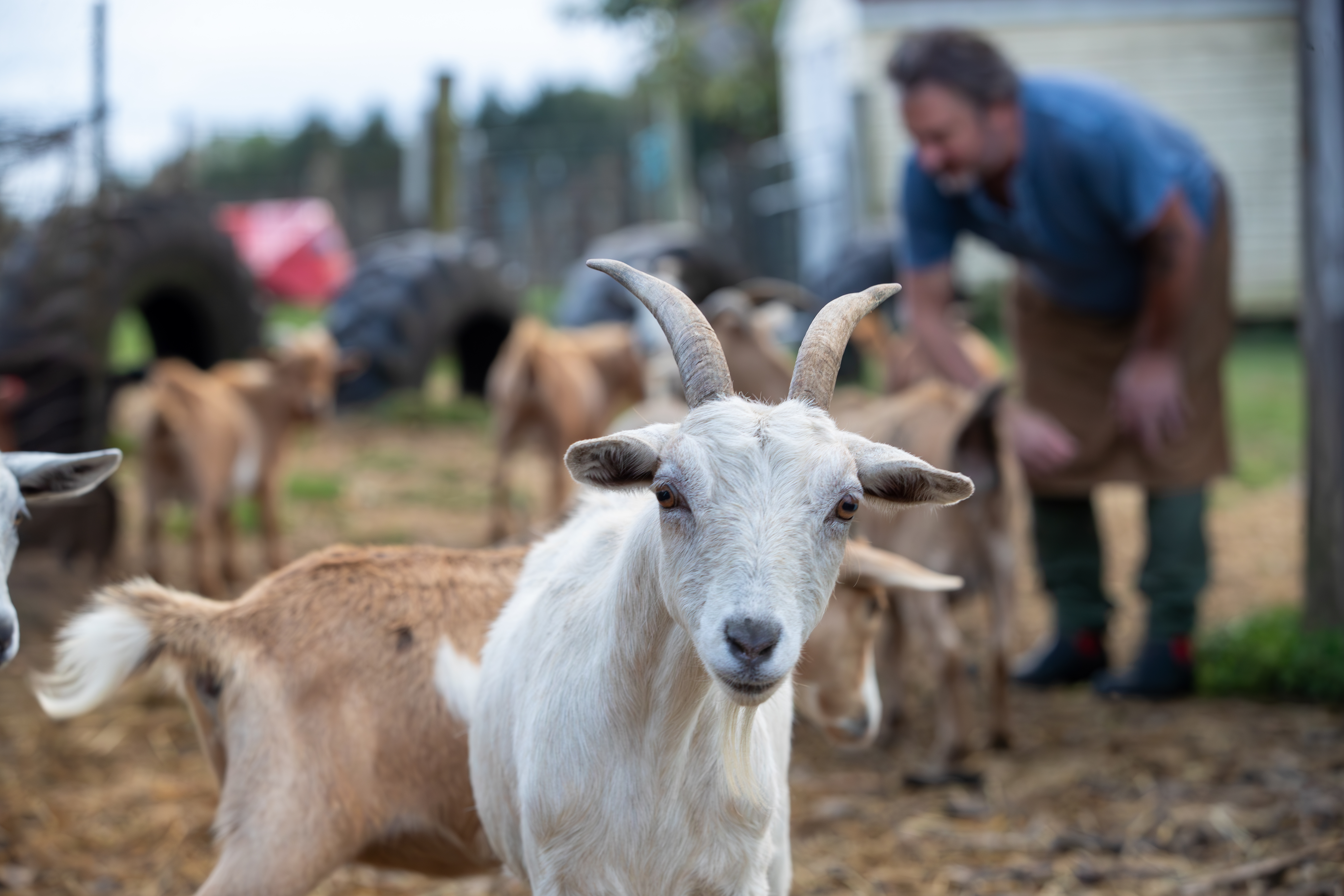 About | The Noble Goat in Downingtown, PA