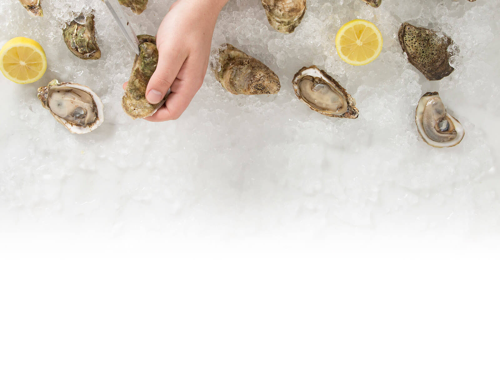 Oakbrook Terrace | Devon Seafood Grill in PA & IL