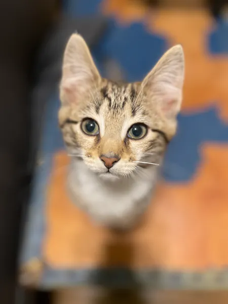Our Rescue | Brews & Mews Cat Café | Pet Café in Lenoir, NC