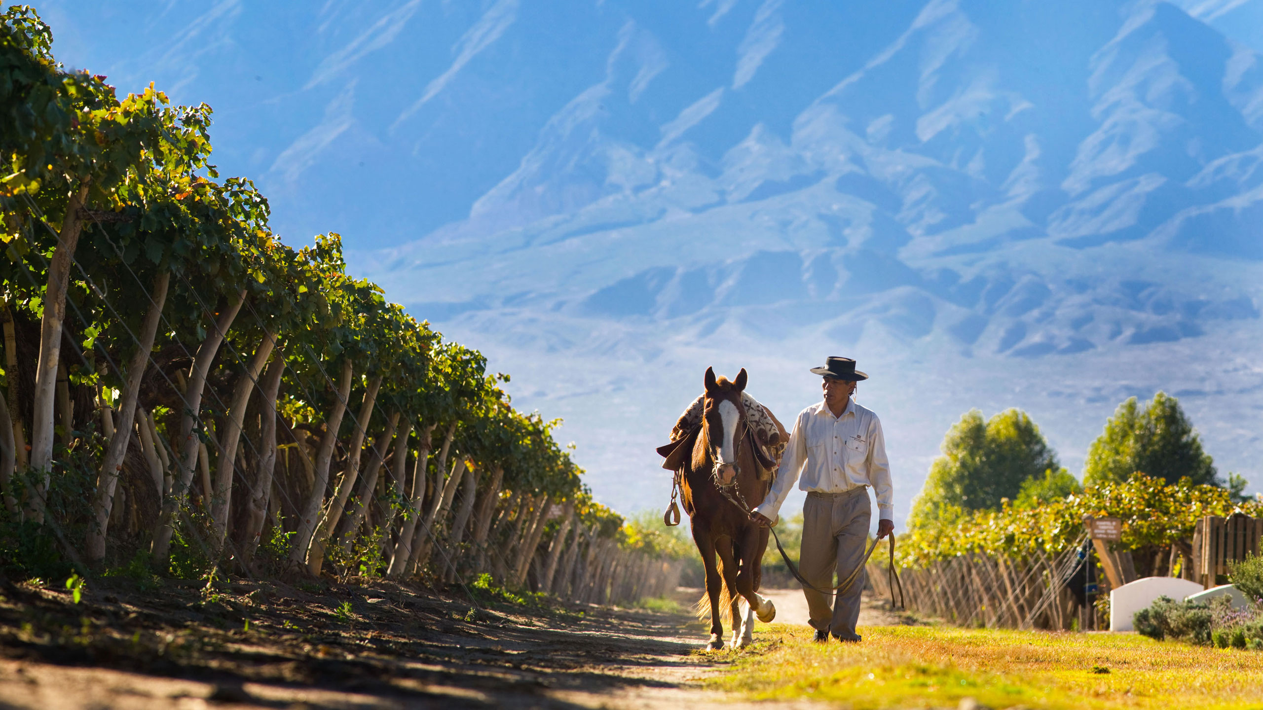 Taste of Argentina ~ Wine Dinner | Elliotts On Linden