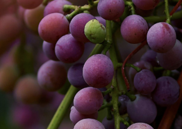 Roberto's Piaggia Super Tuscan Wine Dinner | Roberto's Ristorante ...