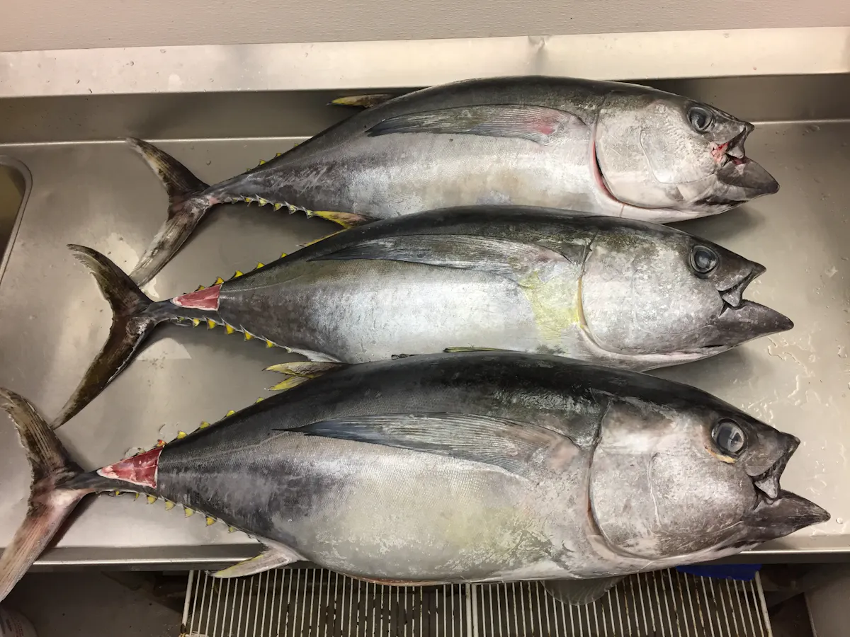 Yamas Fish Market | Hawaiian Restaurant in Honolulu, HI