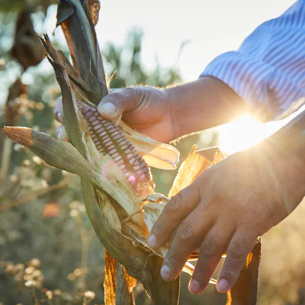 Oyamel x Masienda: Connection Through Food | Oyamel | Mexican ...