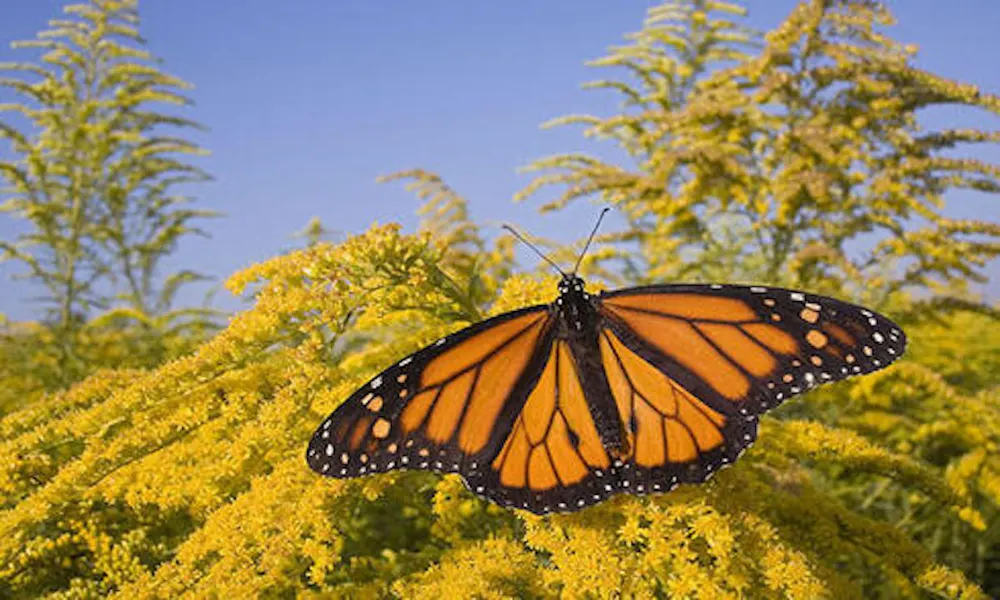 Eat and Drink to Support the Monarch Butterflies | Oyamel | Mexican ...