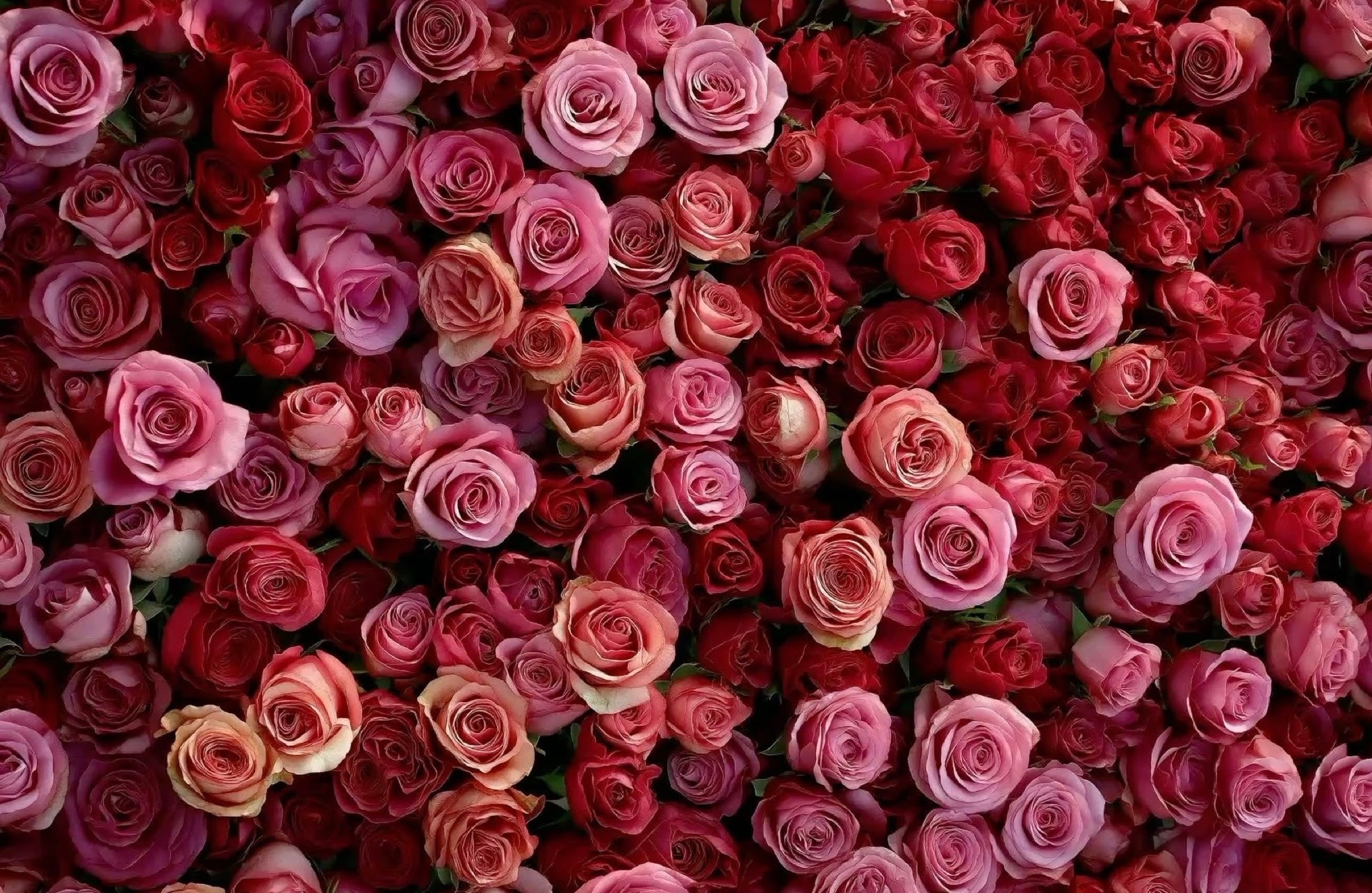 Valentine's Day Four Course Tasting Menu