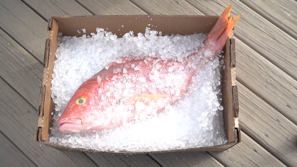 Super Grouper Thursday | Harborside Winter Haven